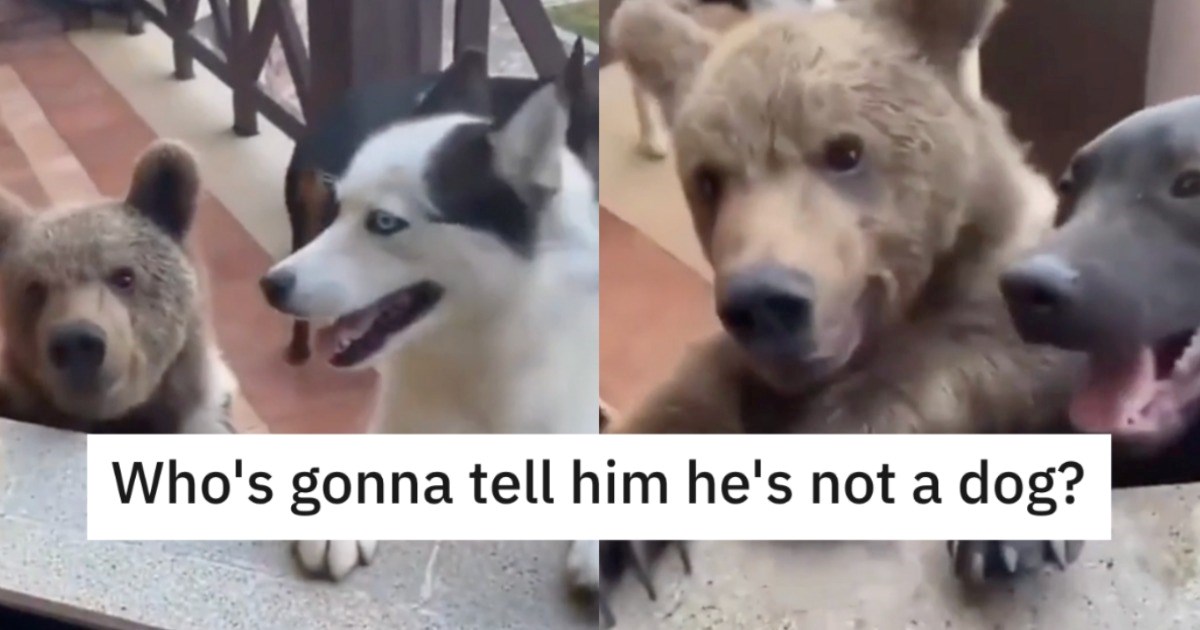 Dogs vs Ghostface Scream PRANK : Funny Beagle Dog Reactions – German ...